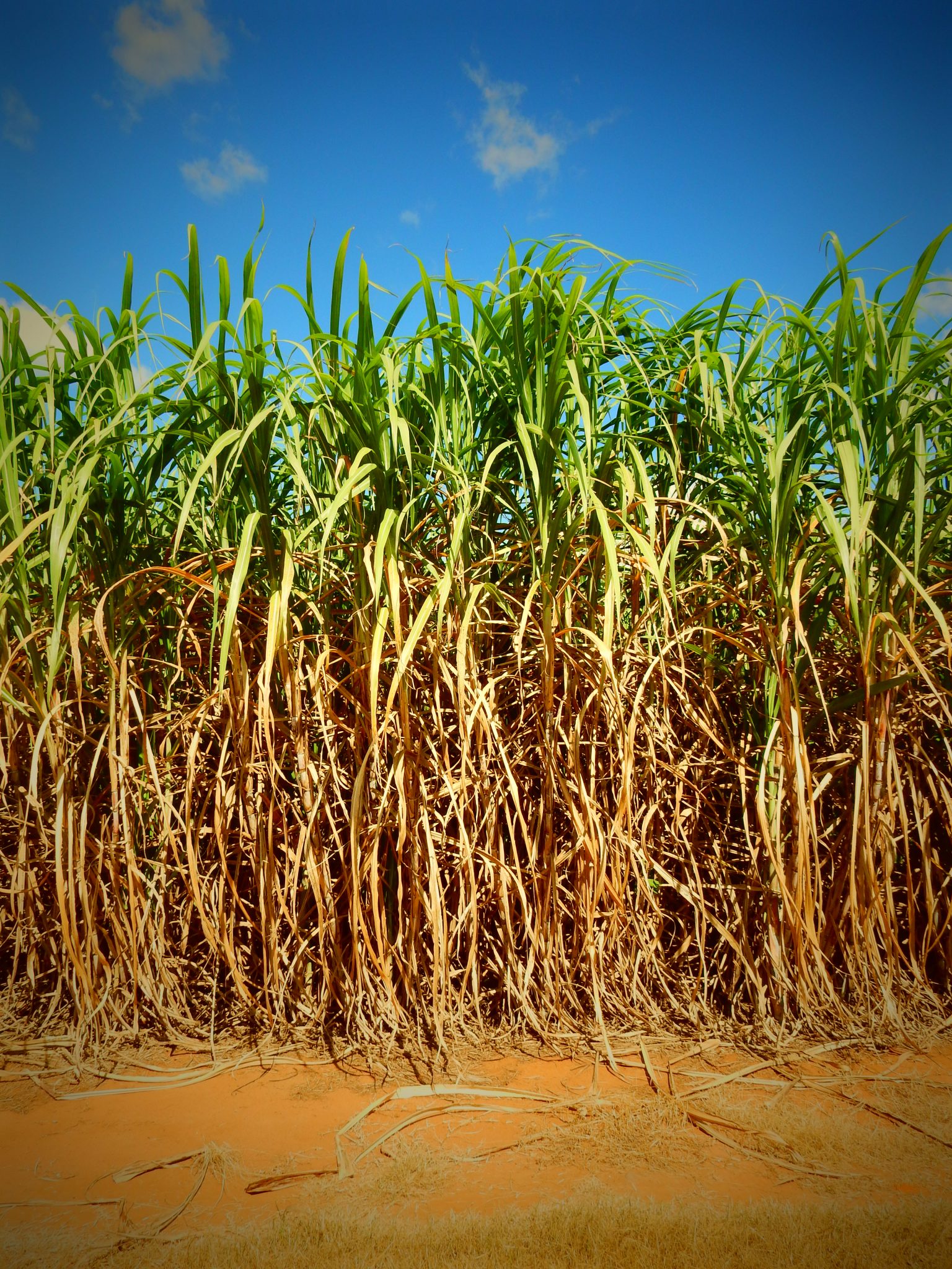Bundaberg Sugar Services Limited